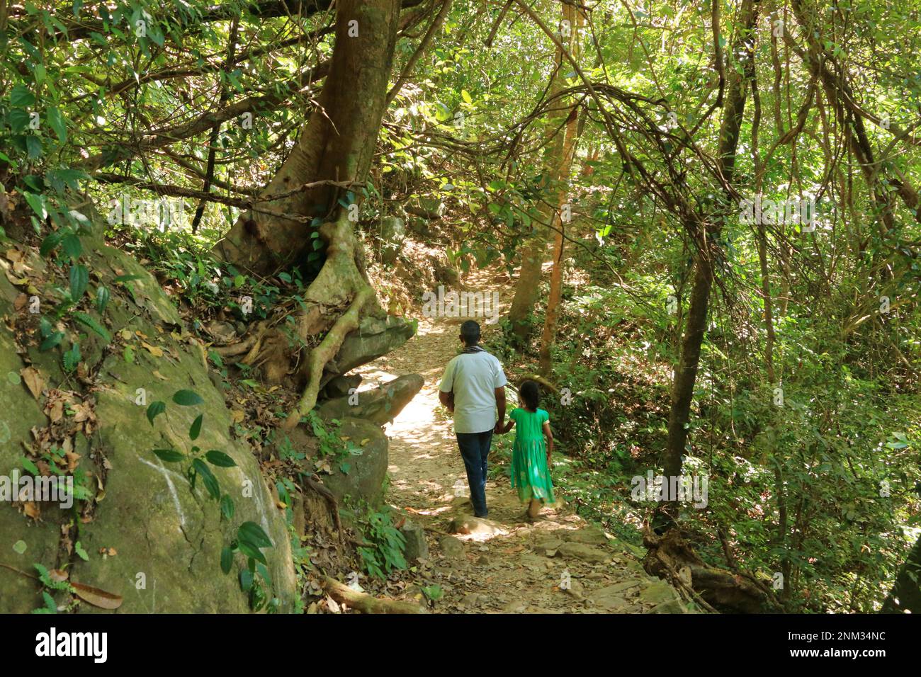the Natural woodland at the southern tip of the mighty western ghats ...
