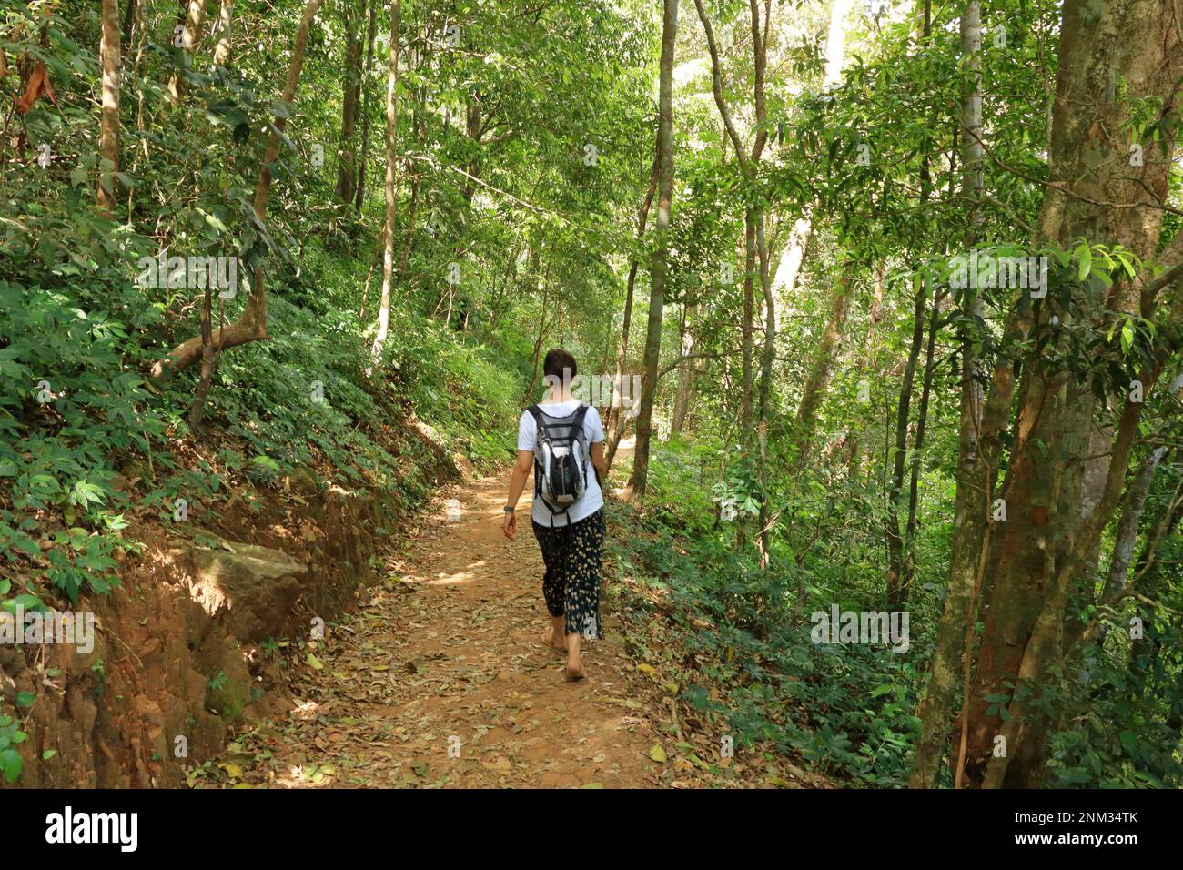 the Natural woodland at the southern tip of the mighty western ghats ...