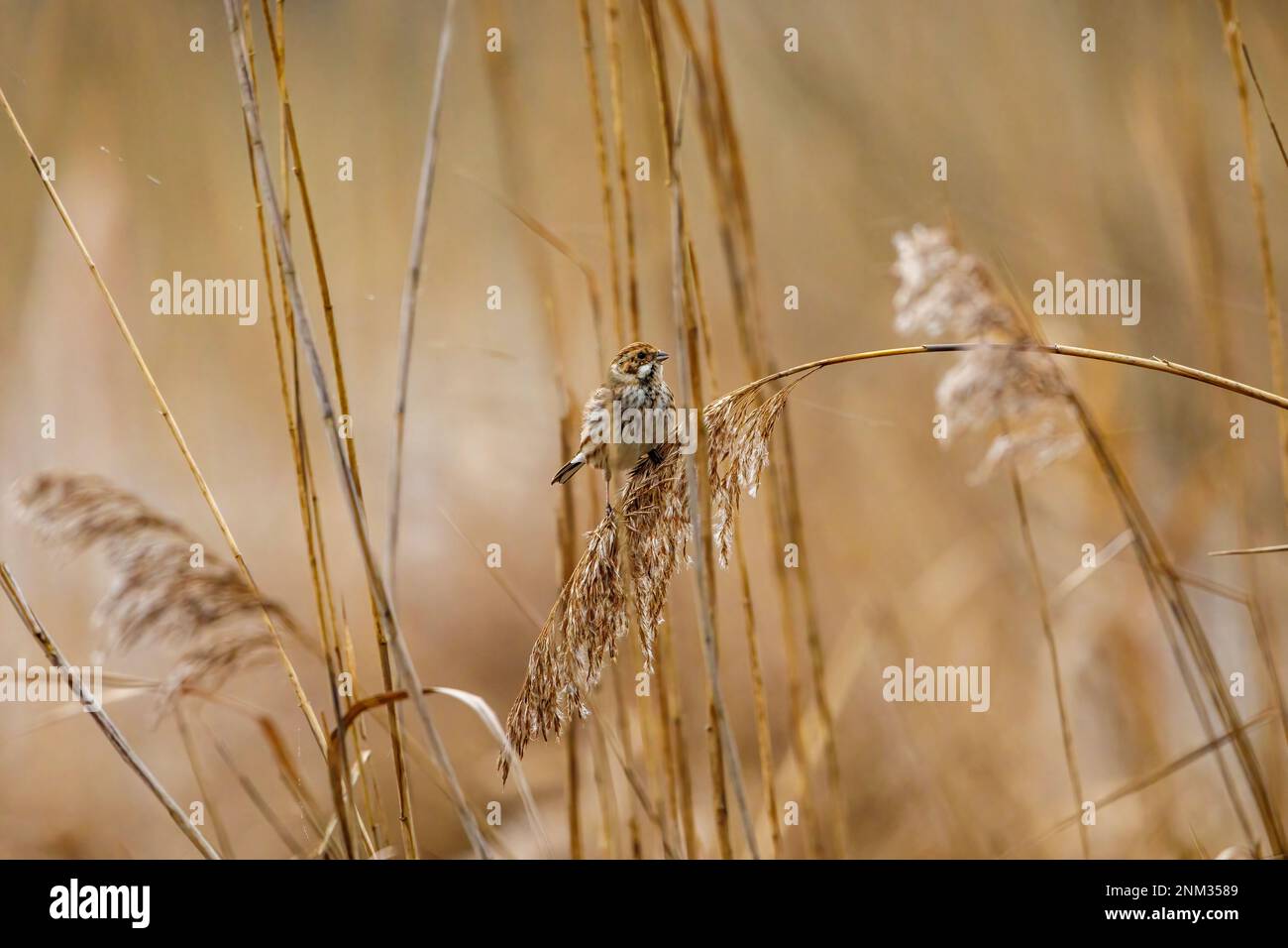 Bunting bird hi-res stock photography and images - Alamy