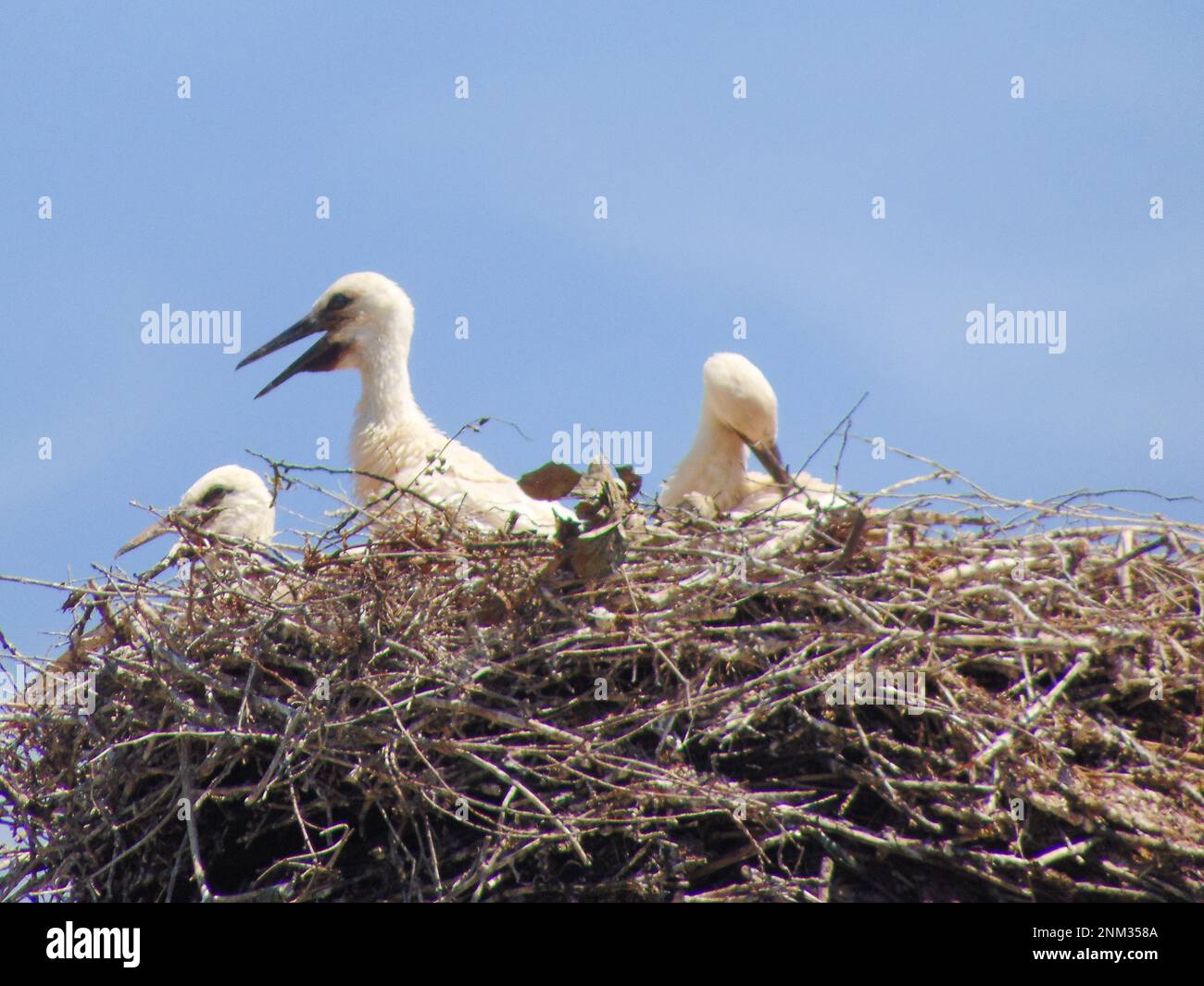 storks in a nest in the summer - in Maramures county, Romania Stock ...