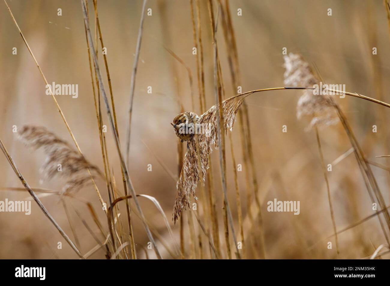 Reeds and wildlife hi-res stock photography and images - Alamy