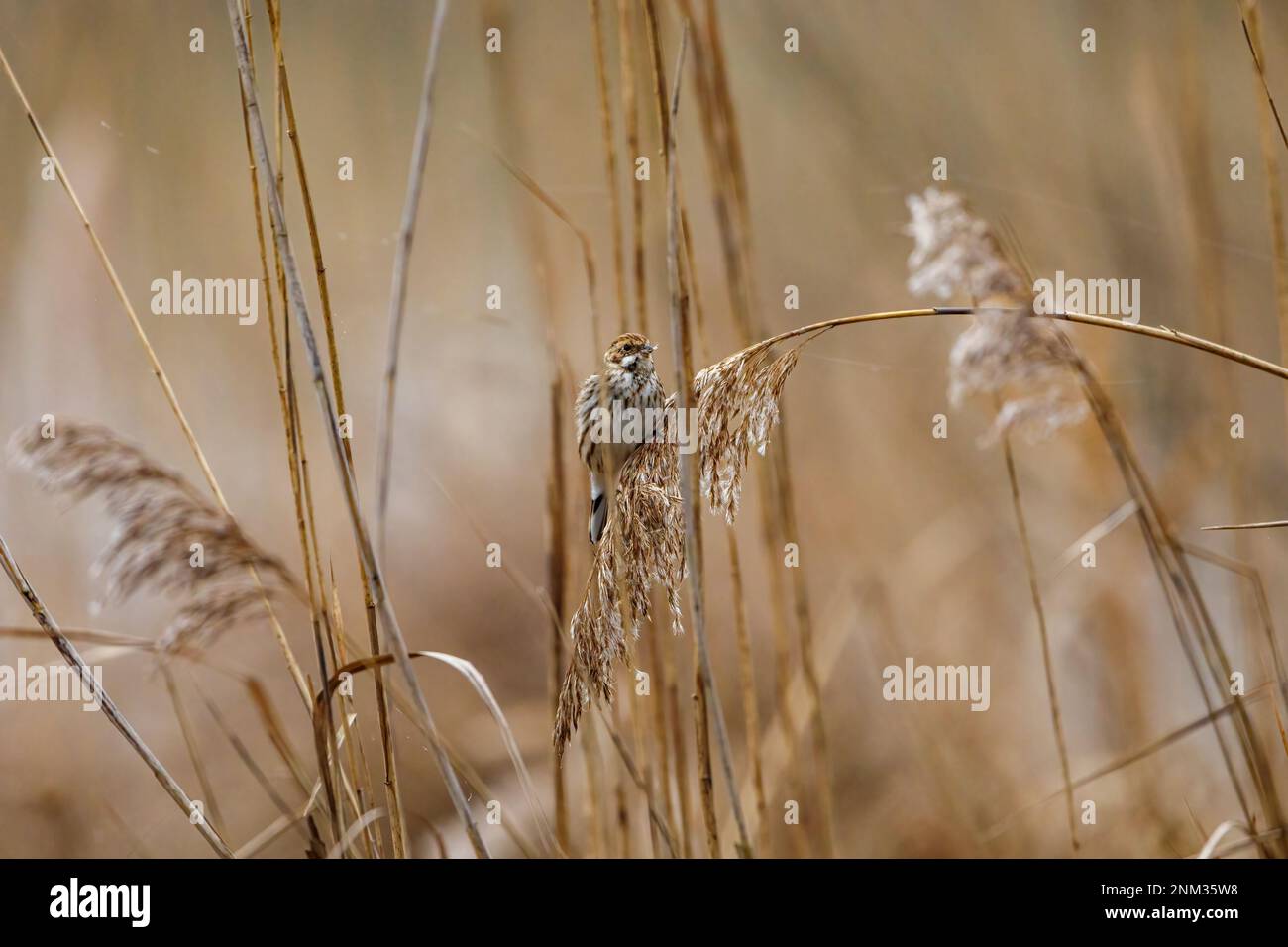 Reeds and wildlife hi-res stock photography and images - Alamy