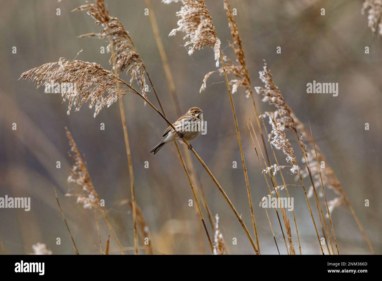 Bunting bird hi-res stock photography and images - Alamy