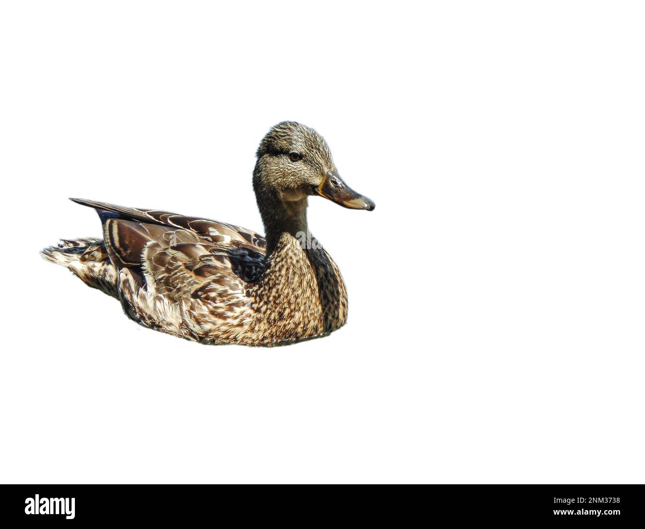 duck isolated on white background Stock Photo - Alamy