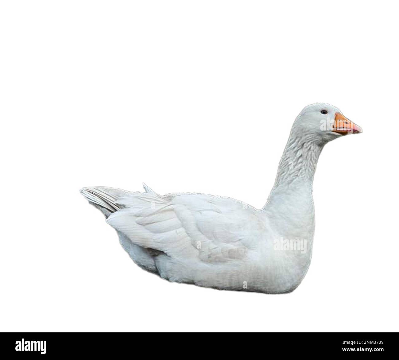 Goose macro Cut Out Stock Images & Pictures - Alamy
