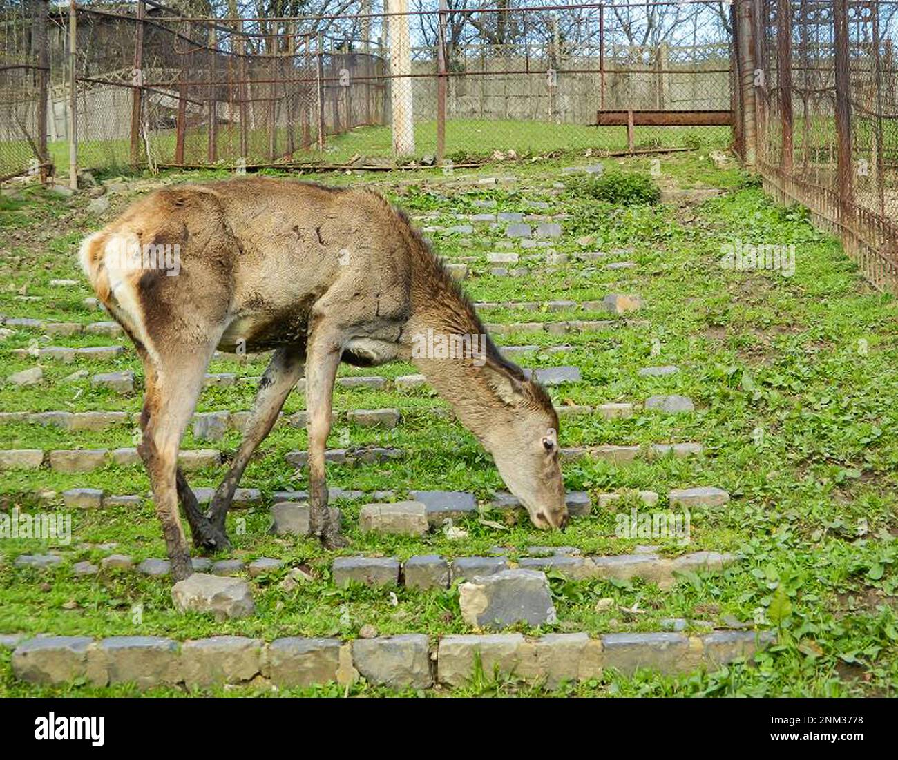 Deer at zoo - animals Stock Photo - Alamy