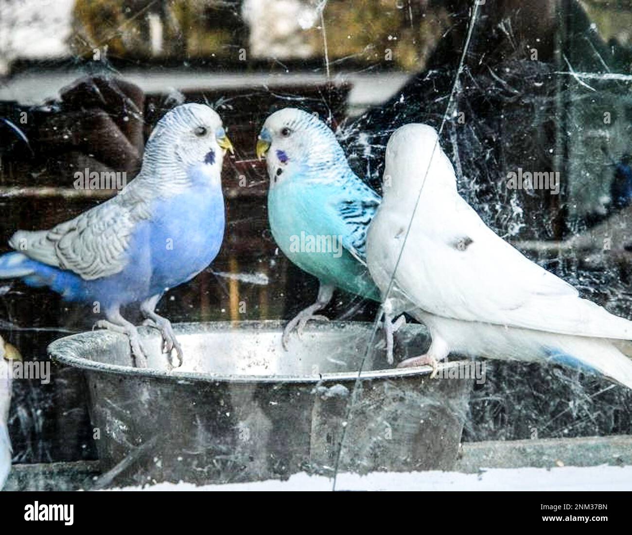 Three Tiger skin parrots - birds Stock Photo - Alamy