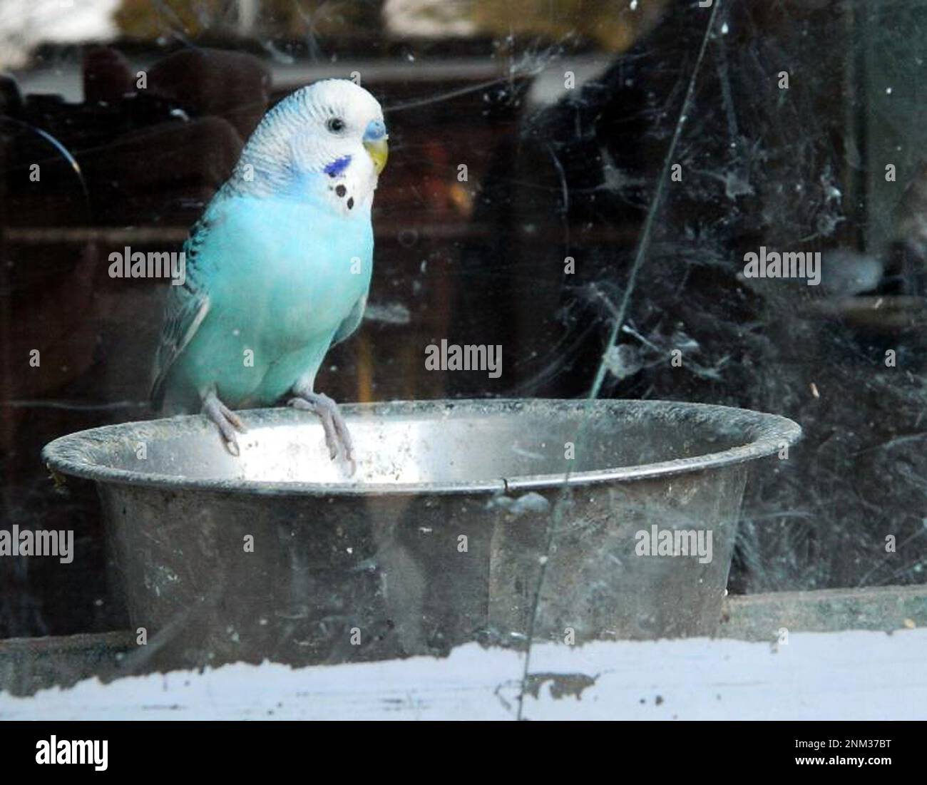 Tiger skin Parrot at zoo Stock Photo - Alamy