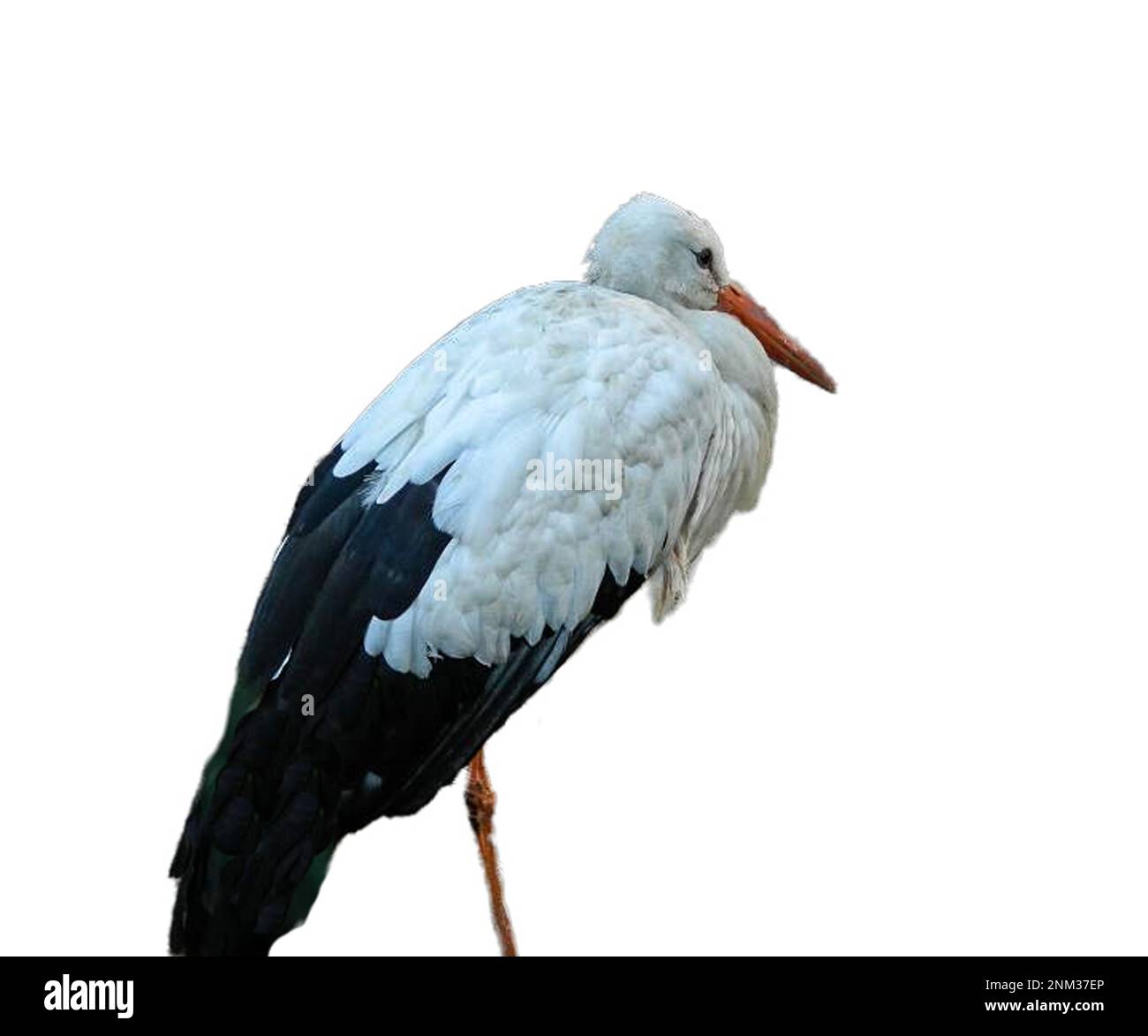 stork isolated on white background Stock Photo - Alamy
