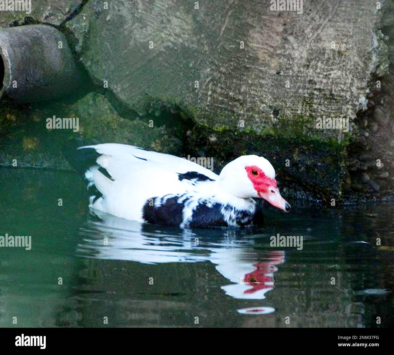 Zoo duck hi-res stock photography and images - Alamy