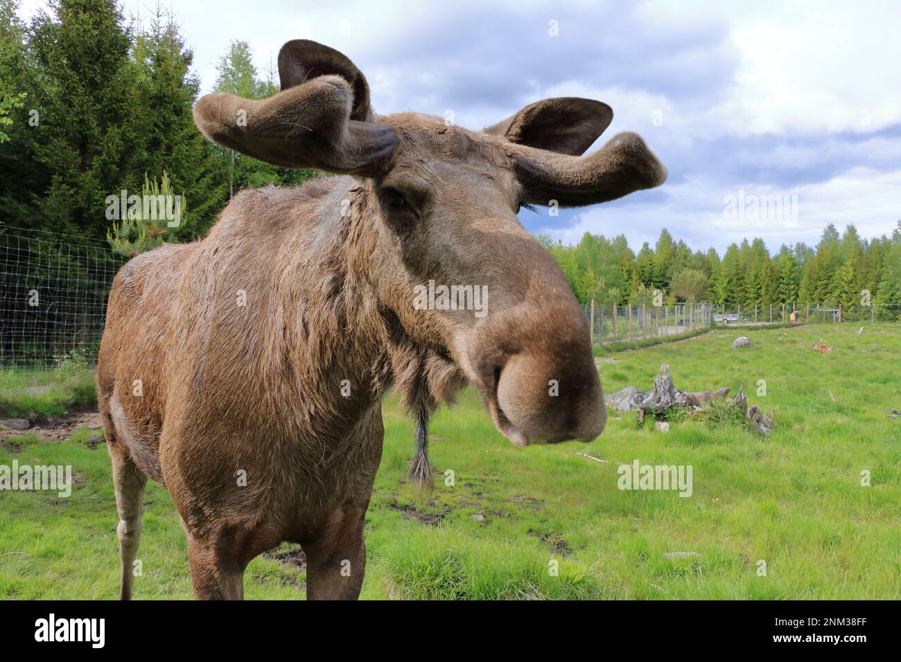 European Moose, Alces alces, also known as the elk. Wild life animal in ...