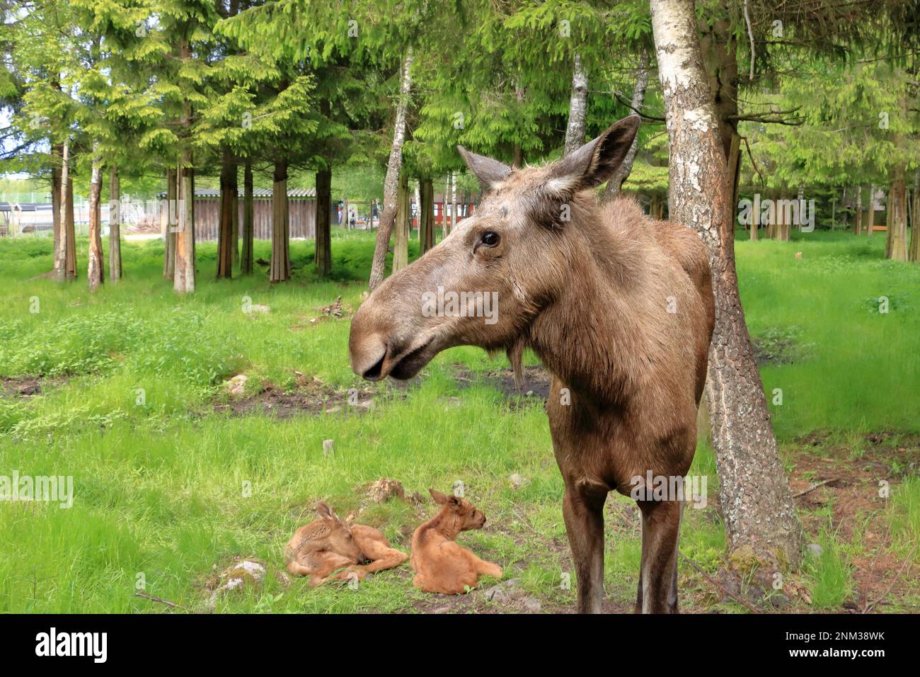 European Moose Calf, Alces alces, also known as the elk, in Sweden ...