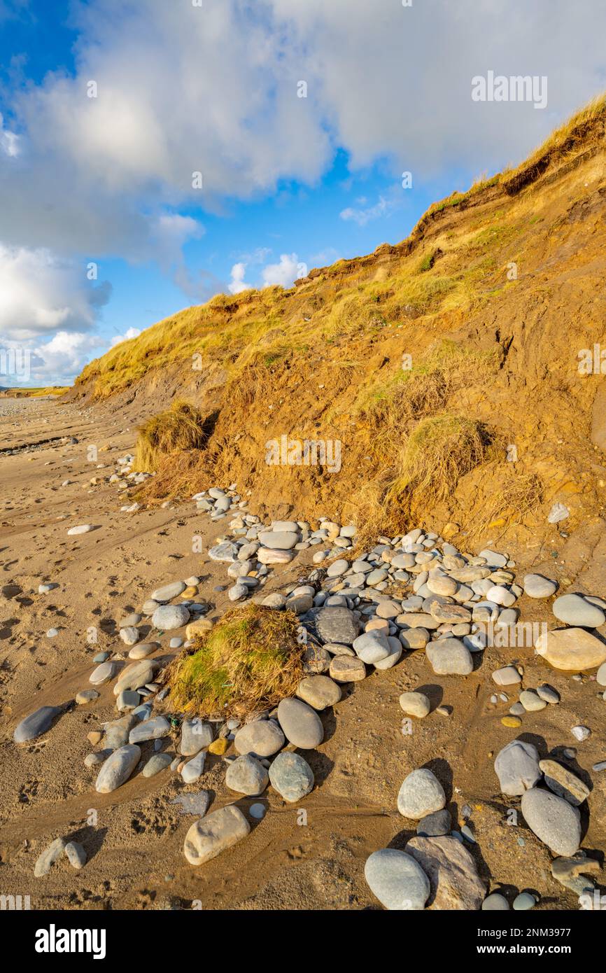 Erosion of the sand dunes on the beach at Porth Neigwl bay also known ...