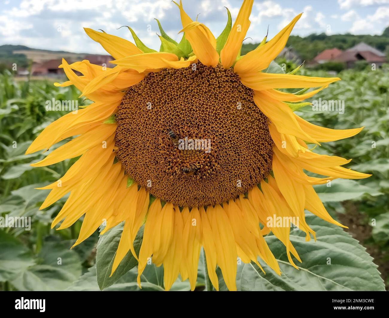 sunflower and two bees on it - in Romania Stock Photo - Alamy