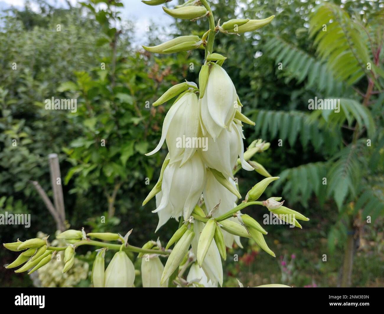 Adam’s needle flower in the summer - Yucca filamentosa Stock Photo - Alamy