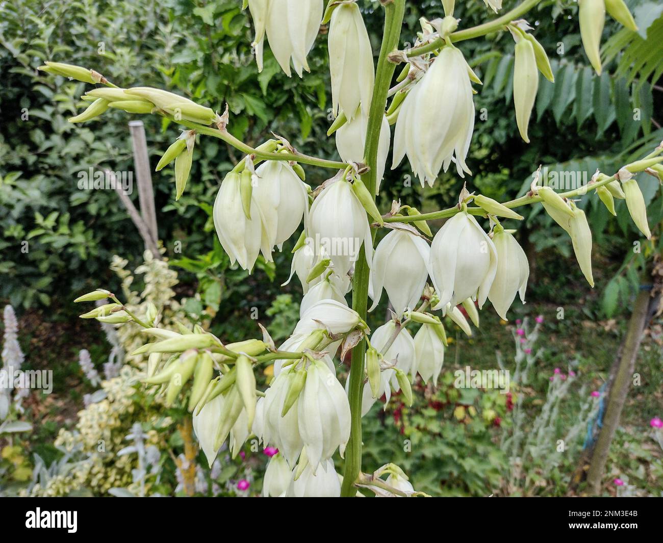 Needle flower hi-res stock photography and images - Alamy