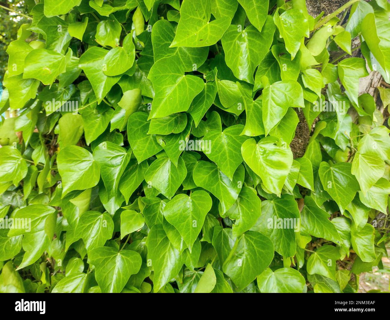 Hedera helix plant hi-res stock photography and images - Alamy