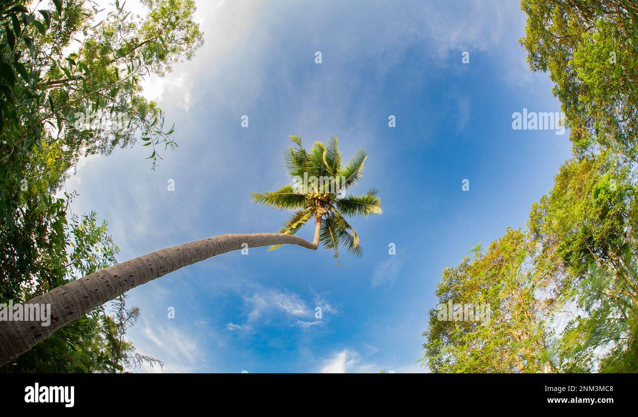 Very tall coconut tree surrounded by forest in Thailand. Blue sky in ...