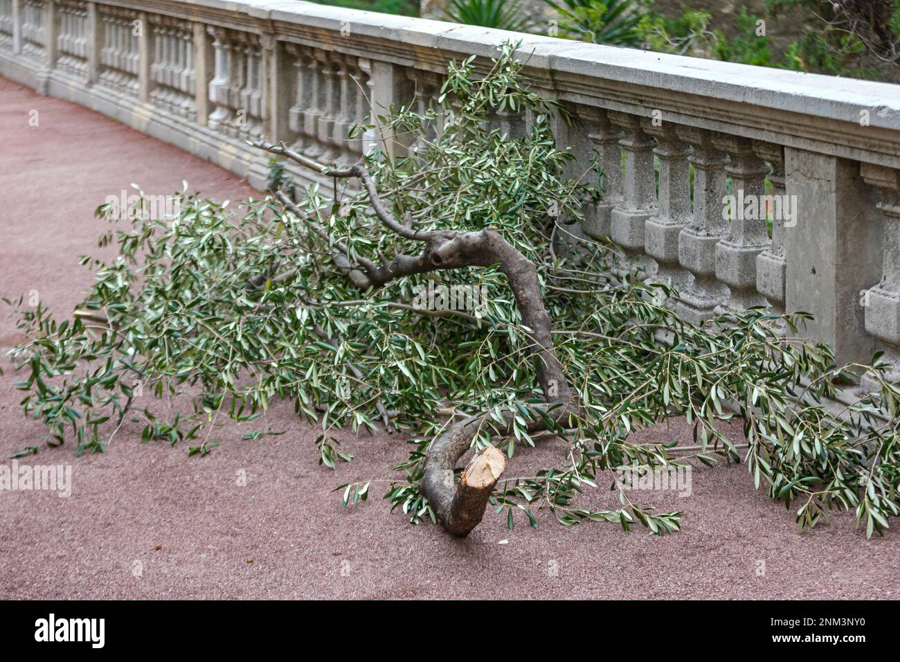 Broken Branch Damaged Tree After Storm Strong Wind Stock Photo - Alamy