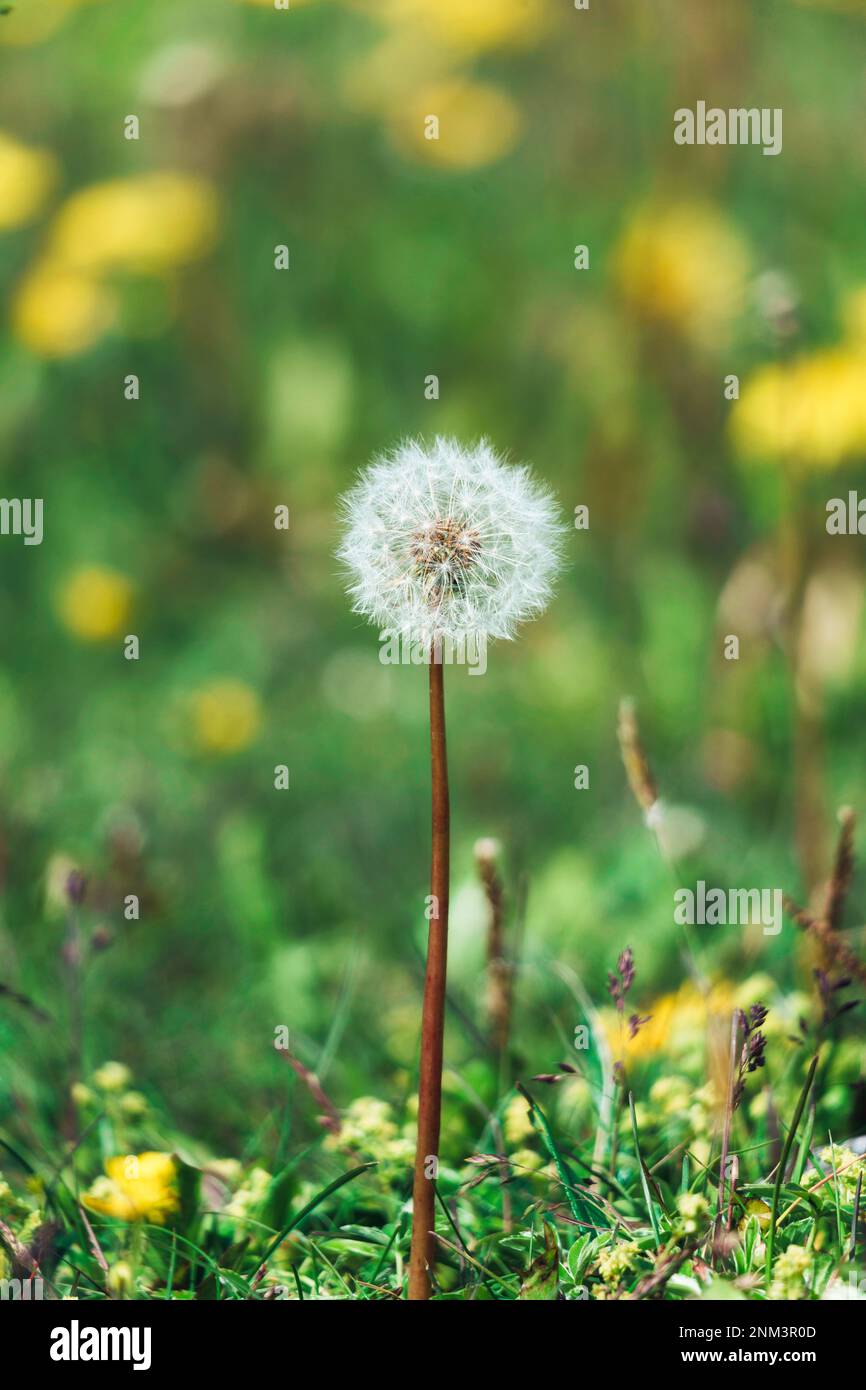 Dandelion or Taraxacum wildflower growth in the field is a large genus ...