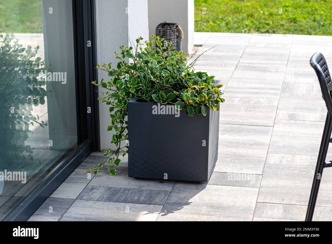 Begonia and coleus plectrantus standing on the terrace in a large pot ...