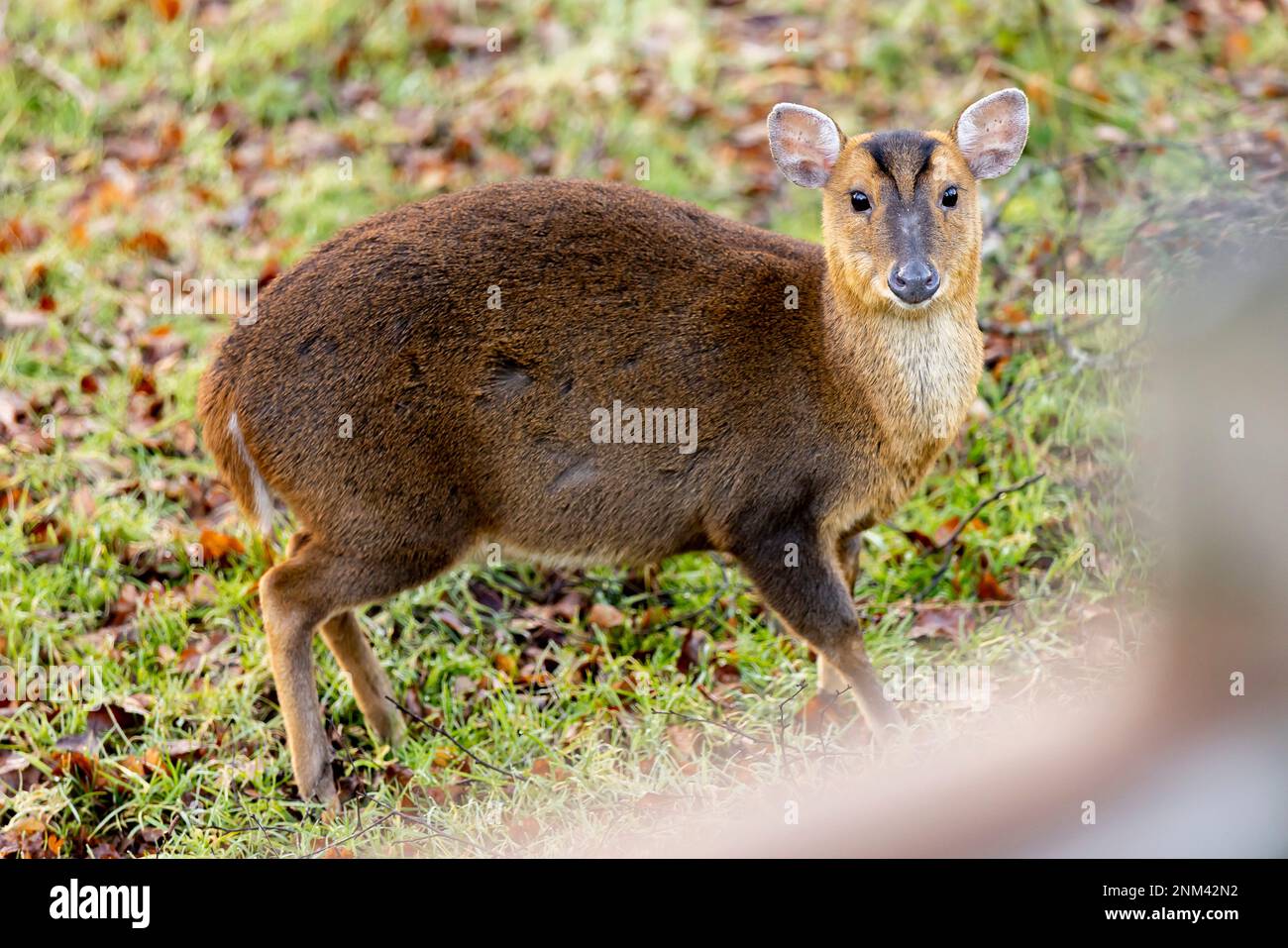Kelling Heath Holiday Park, North Norfolk, Holt, England UK Stock Photo ...