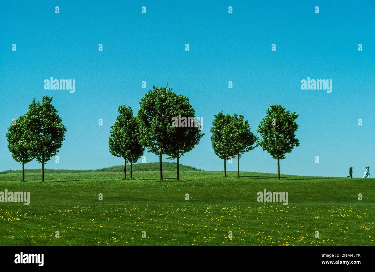 Nine trees in a green field with wild flowers and children running ...