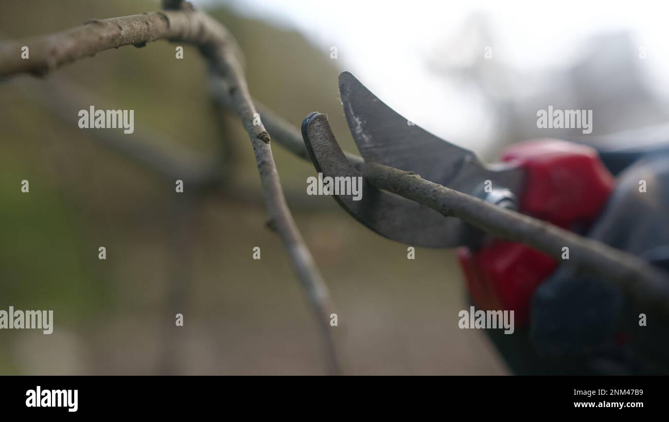 Hand gardener pruning trees shears hi-res stock photography and images ...
