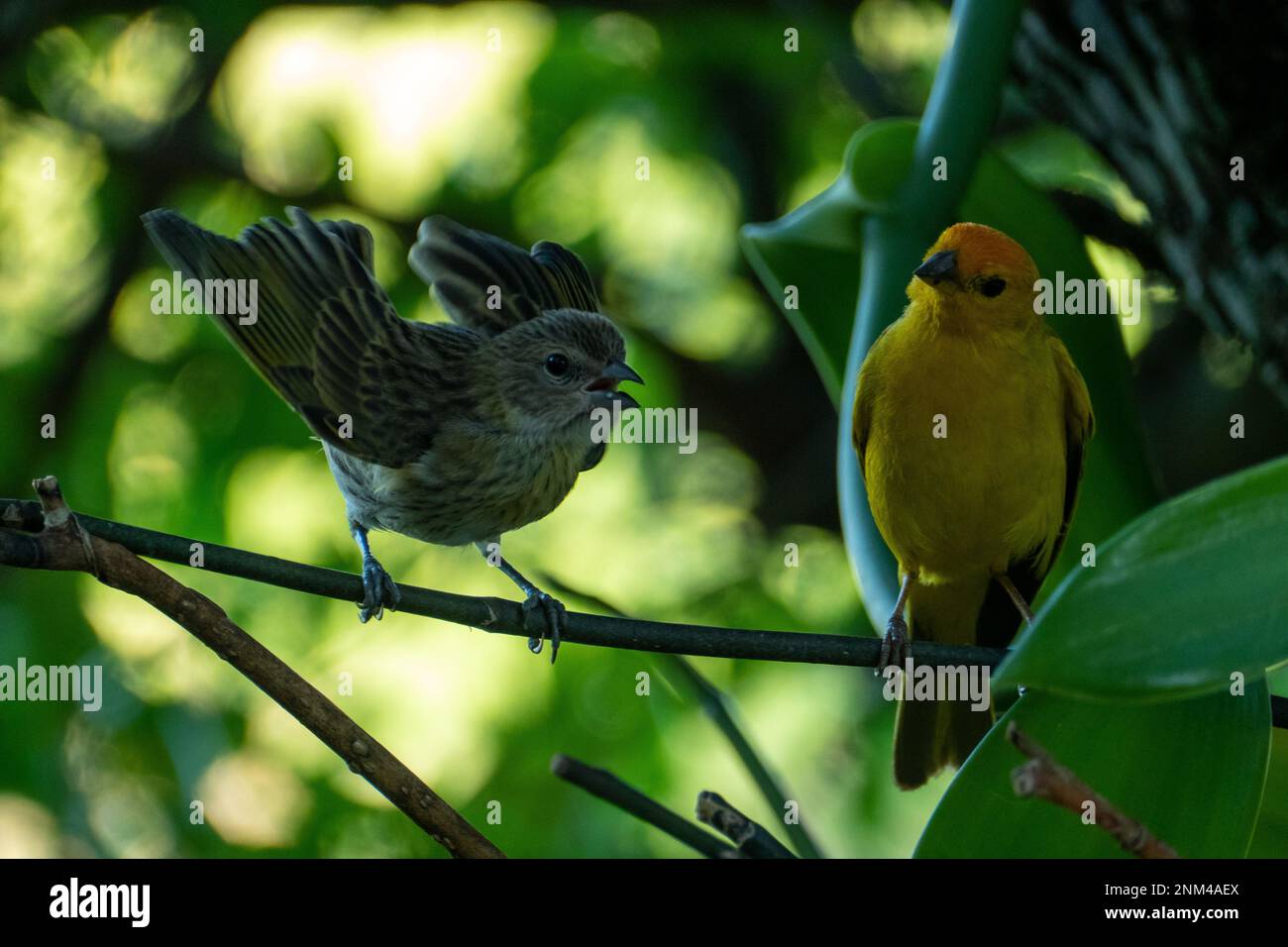 Atlantic Canary, a small Brazilian wild bird. The yellow canary ...