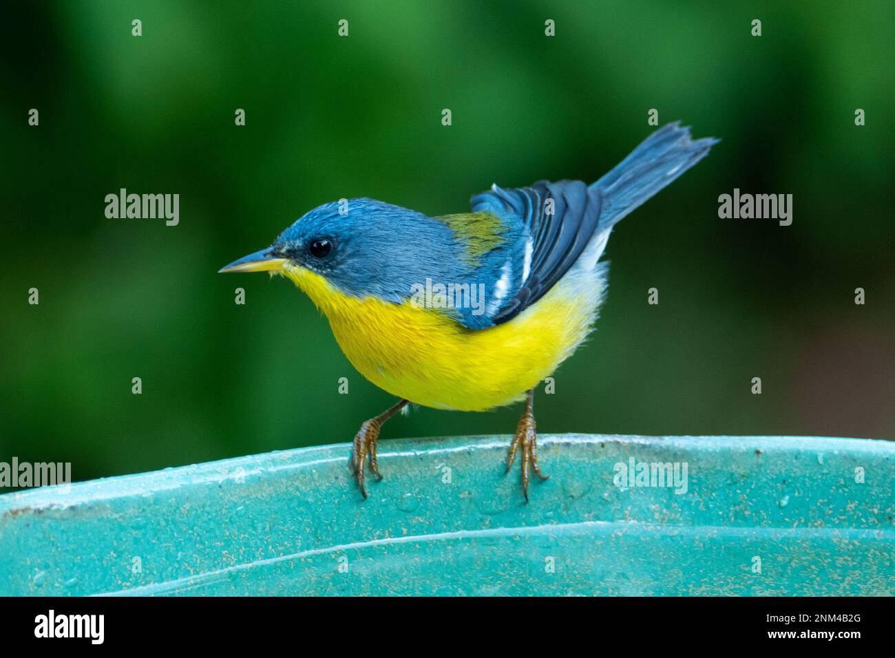 Tropical Parula (Setophaga pitiayumi) is a small New World warbler. It ...