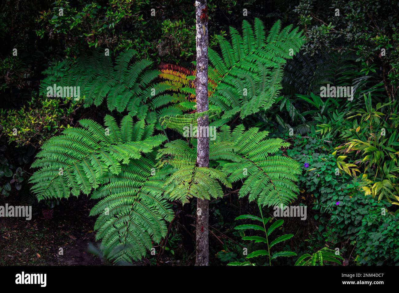 Beautiful view of wild fern leaves in the forest area around Mount ...