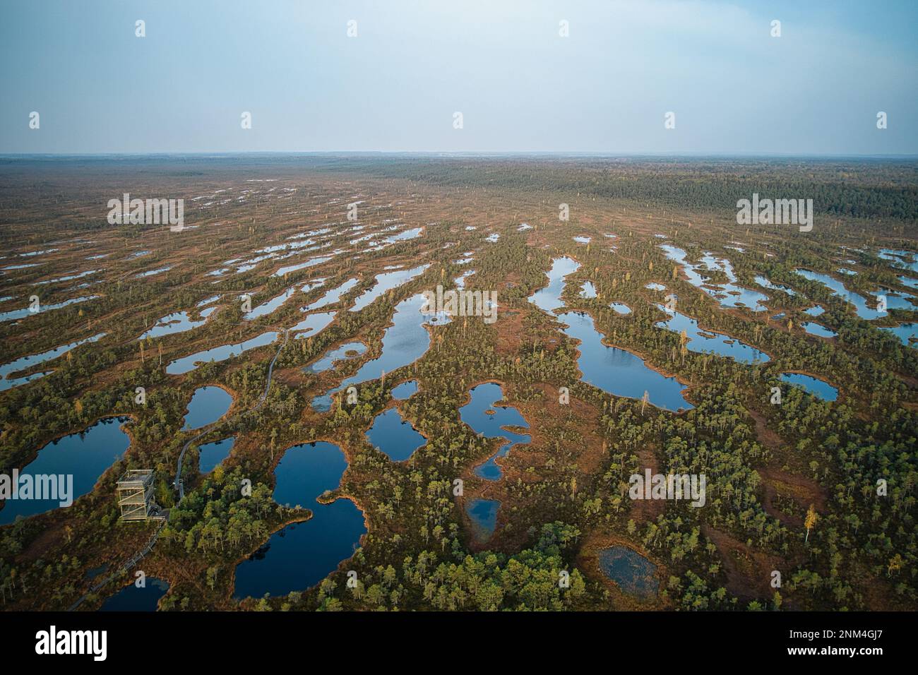 A drone photo of expansive summer swamps with winding streams, tall ...