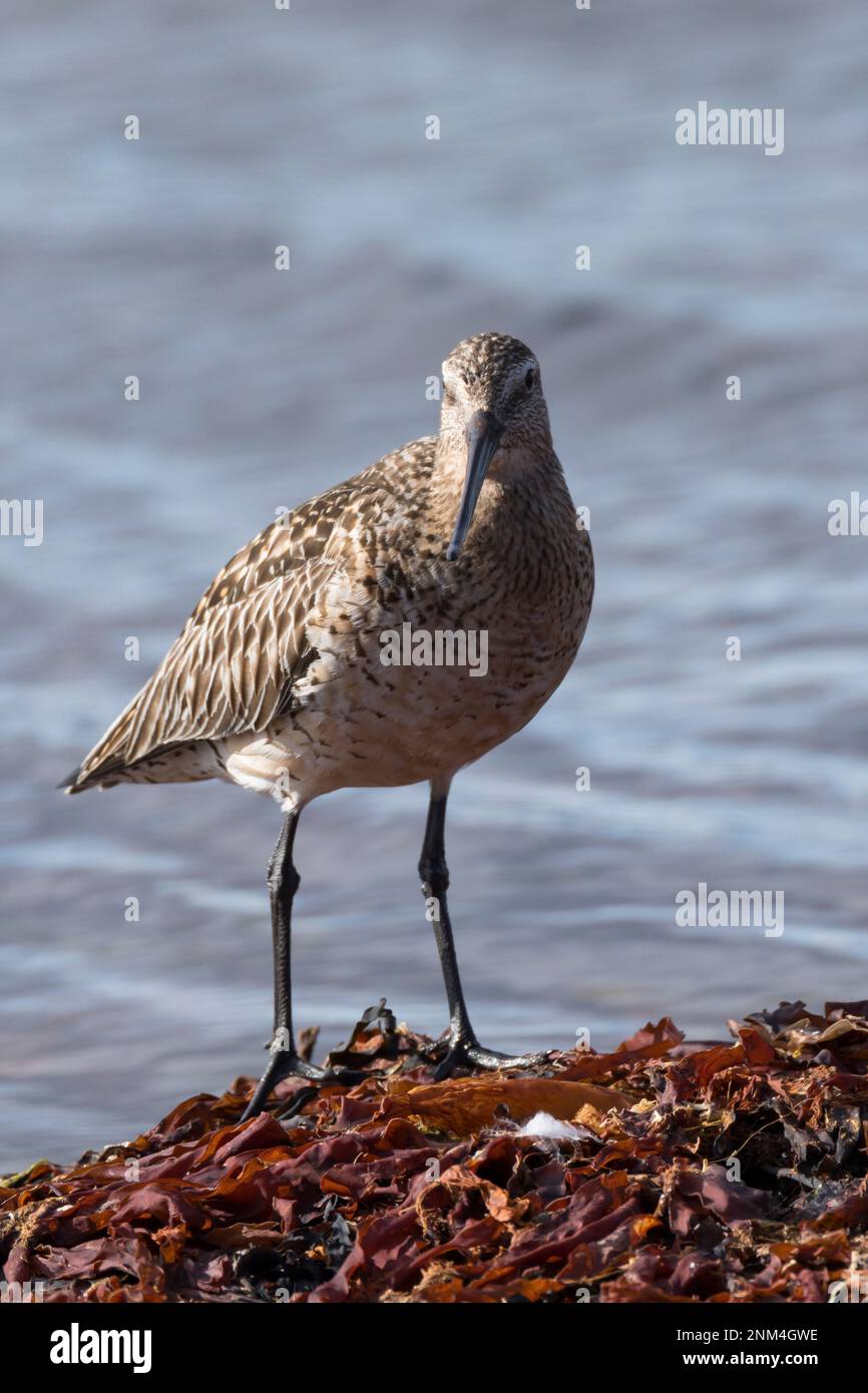 Pfuhlschnepfe, Pfuhl-Schnepfe, Schnepfe, Limosa lapponica, bar-tailed ...
