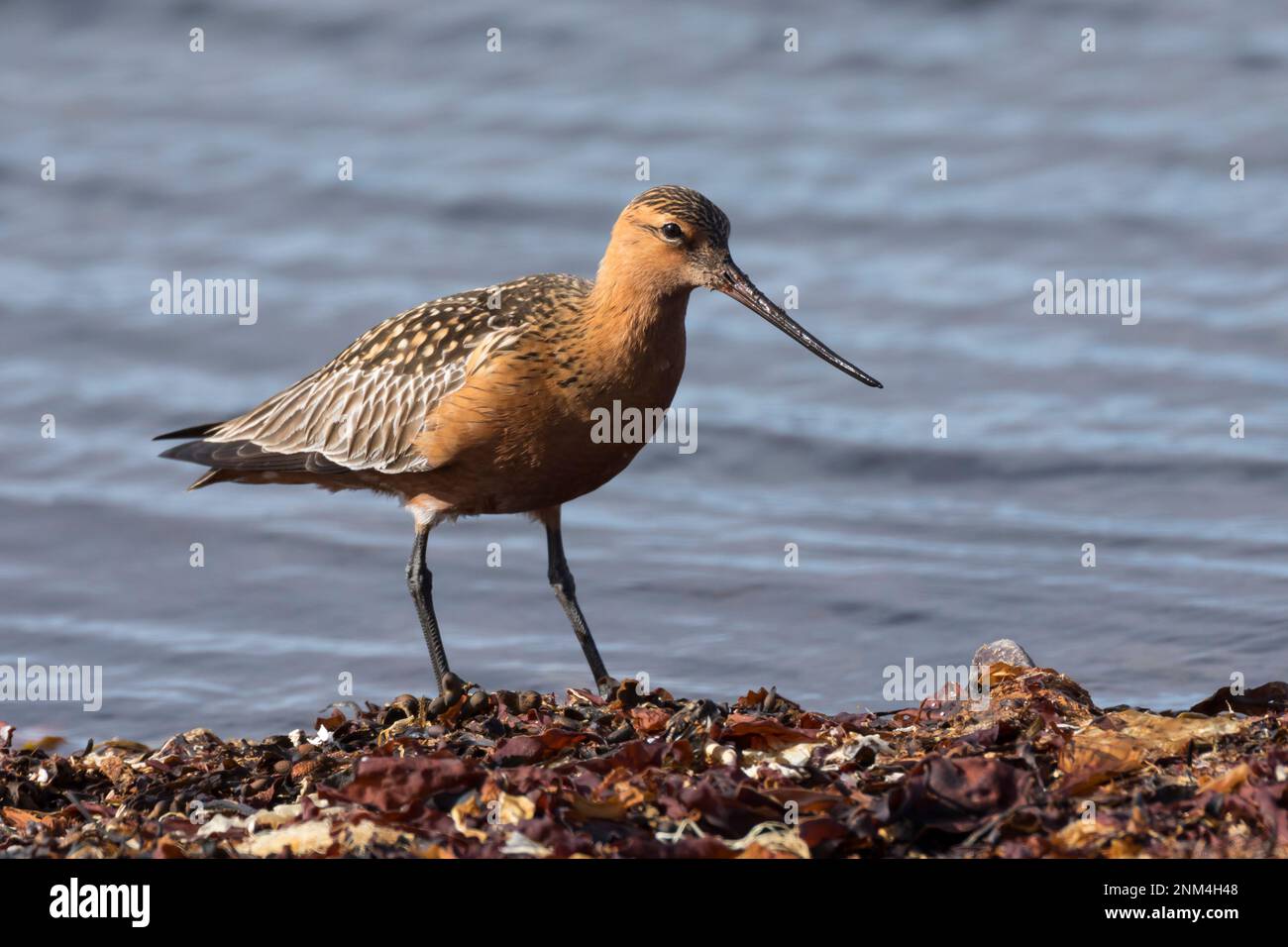 Pfuhlschnepfe, Pfuhl-Schnepfe, Schnepfe, Limosa lapponica, bar-tailed ...