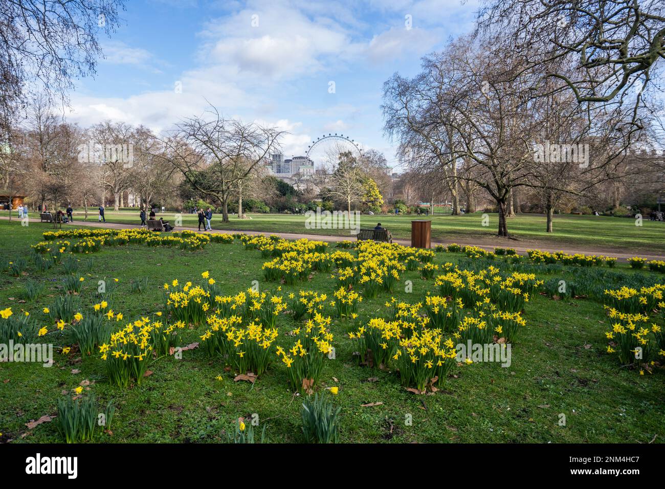 London, UK. 24 February 2023. Spring daffodils in bloom in Saint James ...