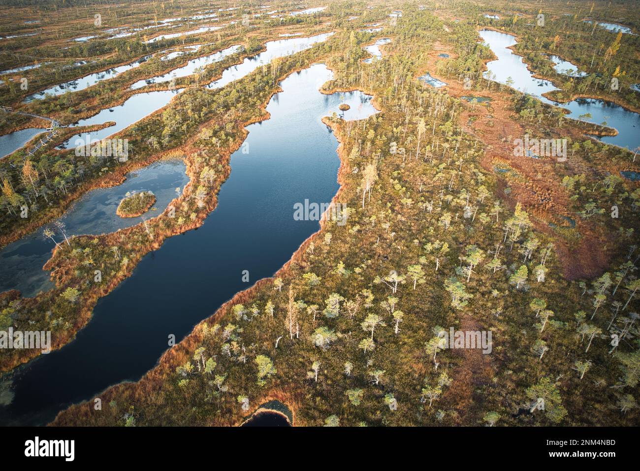 A drone photo of expansive summer swamps with winding streams, tall ...