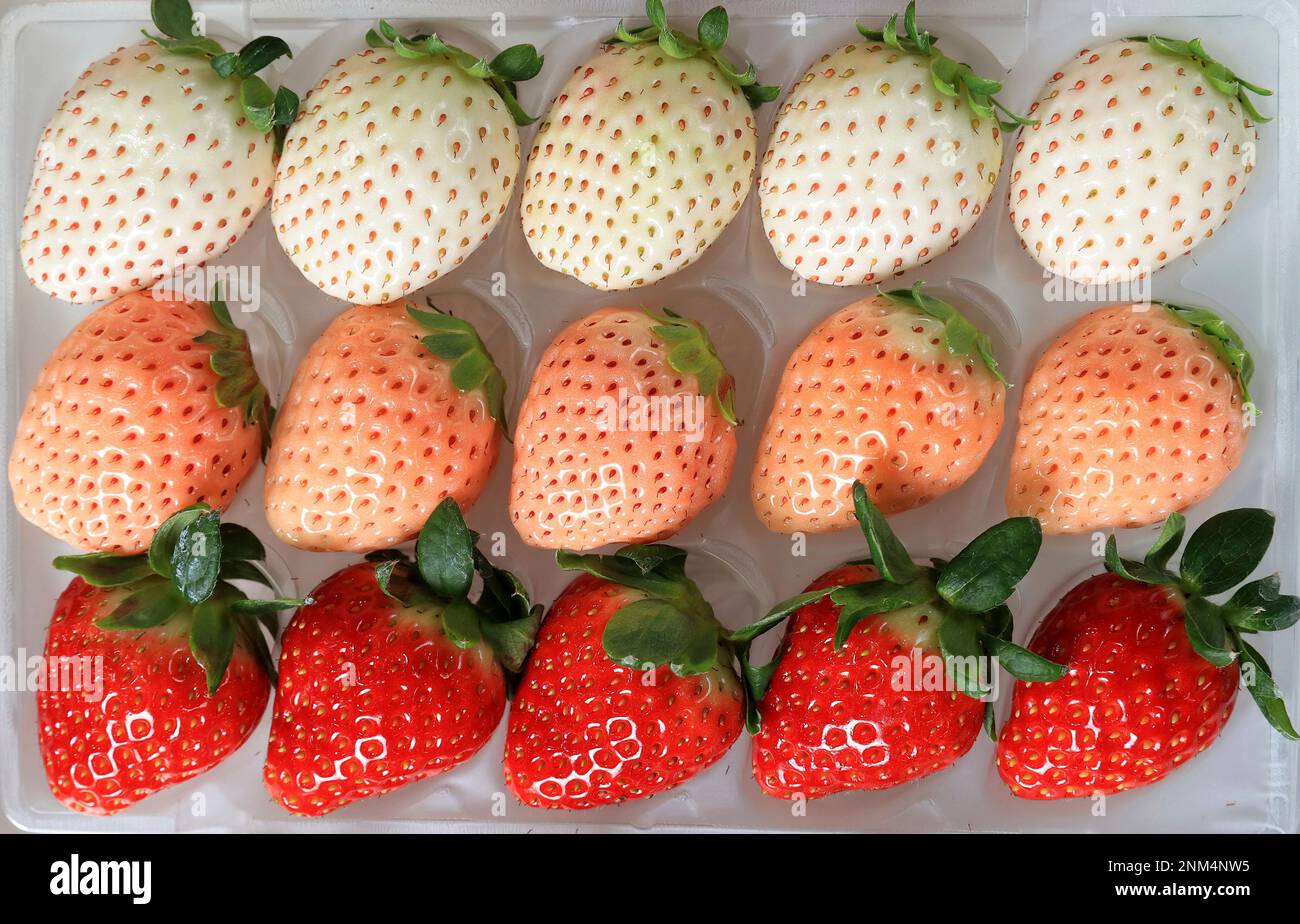 Three-colored strawberries are shipped at Nara Ichigo Lab in Gojo City ...