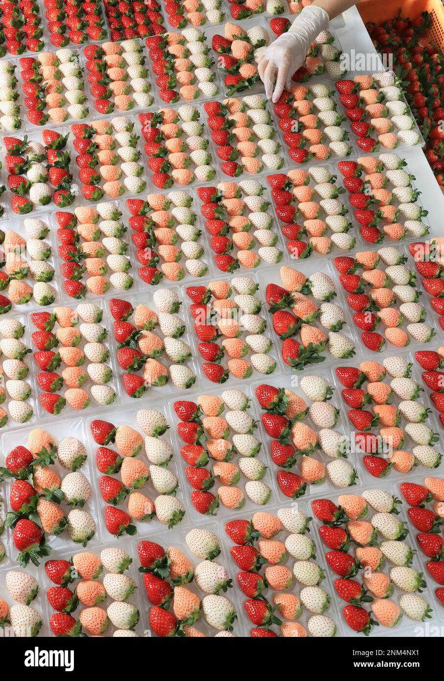 Three-colored strawberries are shipped at Nara Ichigo Lab in Gojo City ...