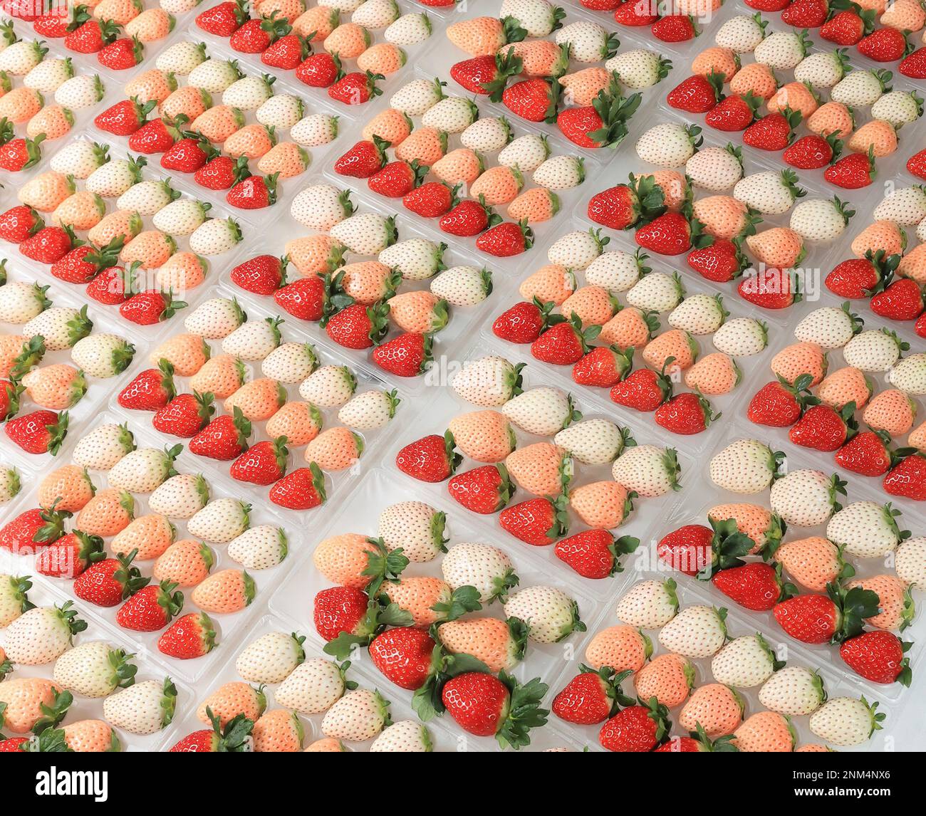 Three-colored strawberries are shipped at Nara Ichigo Lab in Gojo City ...