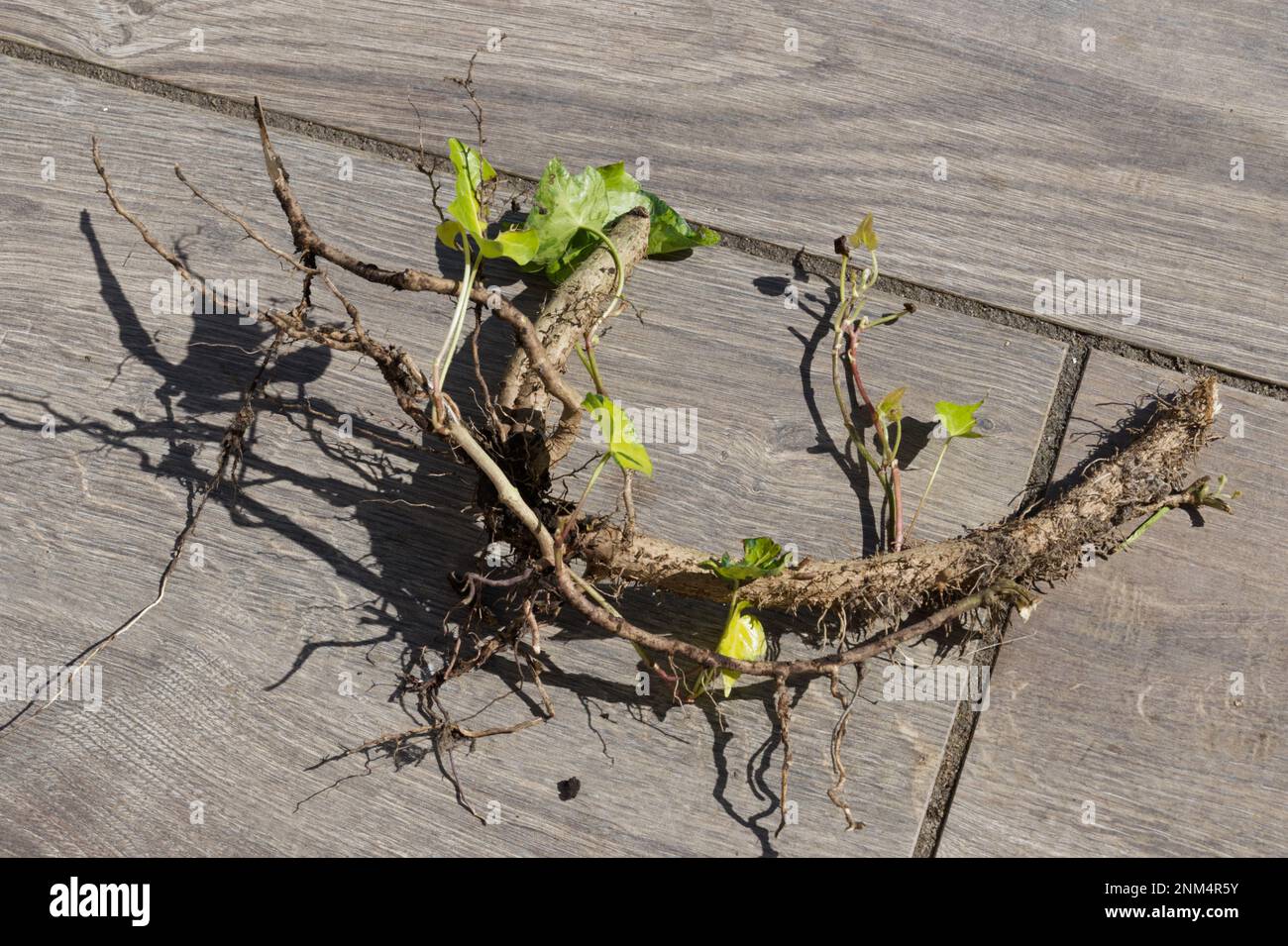 Section of ivy (hedera) stem which has produced roots where it came in ...
