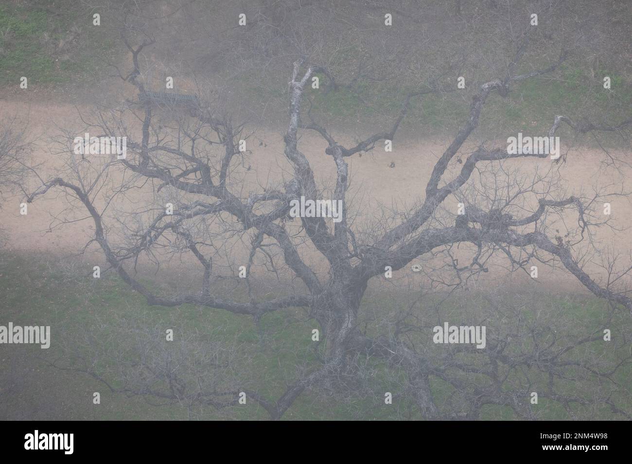 Overhead view of Live Oak Tree in fog along river trail on Ladybird ...