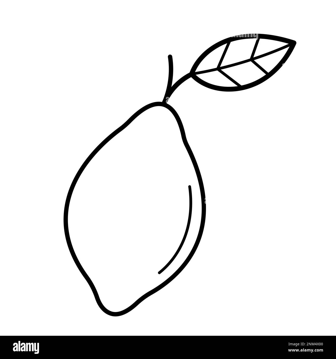 Lemon. Hand drawn sketch icon of citrus fruit. Isolated vector illustration in doodle line style ...