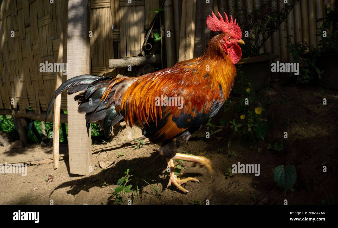 The handsome domestic rooster (Gallus gallus) is a domesticated ...
