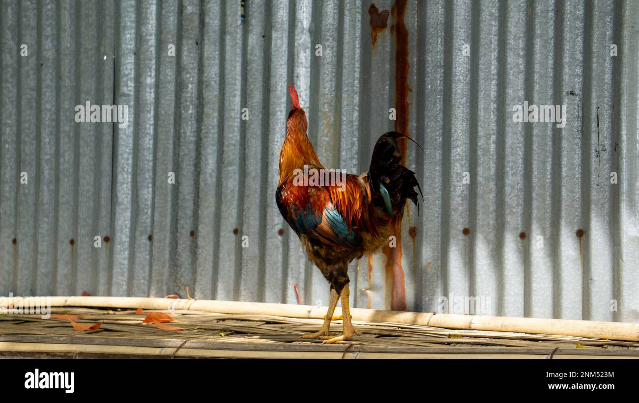 The handsome domestic rooster (Gallus gallus) is a domesticated ...