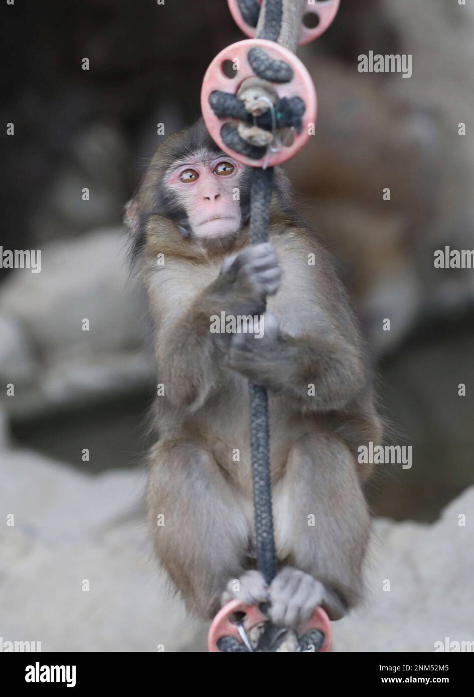 A monkey is pictured at Awaji Monkey Center in Sumoto, Hyogo Prefecture ...