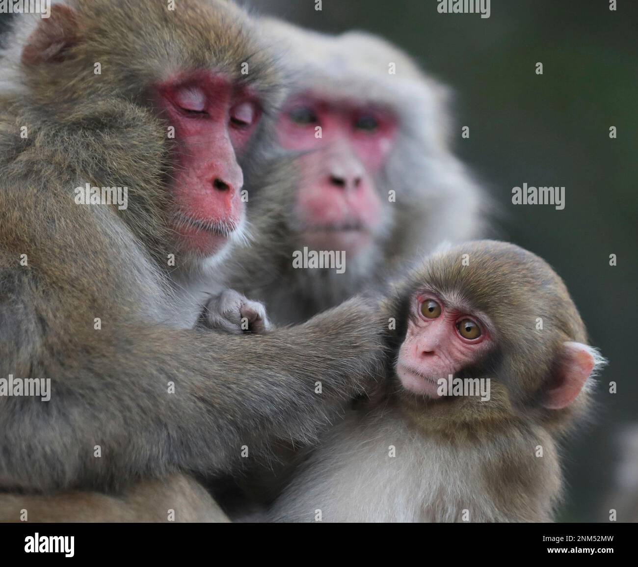Monkeys are pictured at Awaji Monkey Center in Sumoto, Hyogo Prefecture ...