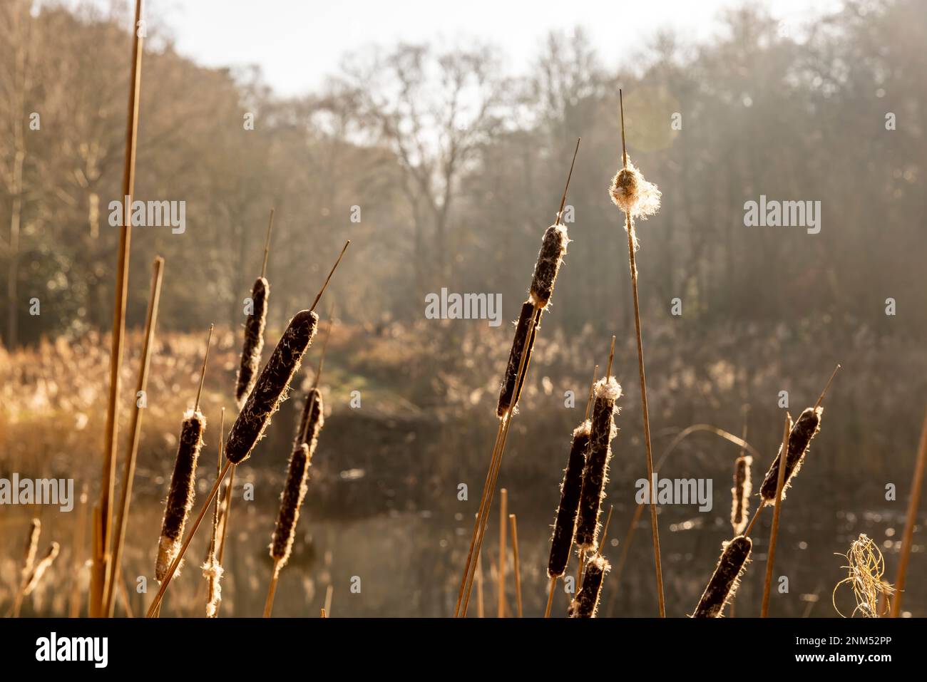 Kelling Heath Holiday Park, North Norfolk, Holt, England UK Stock Photo ...