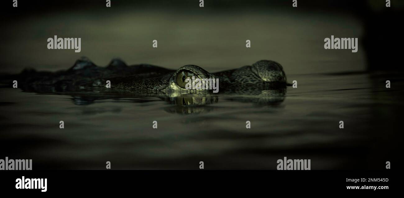 Gavials crocodile eye protrude above the surface of the river, the best ...
