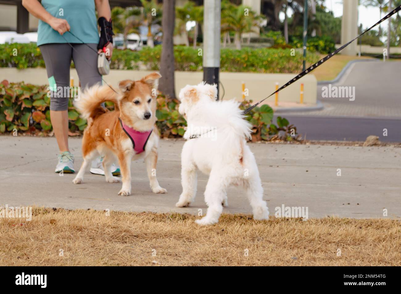Two dogs meet in the street, Walking dogs. woman doing sport with her ...
