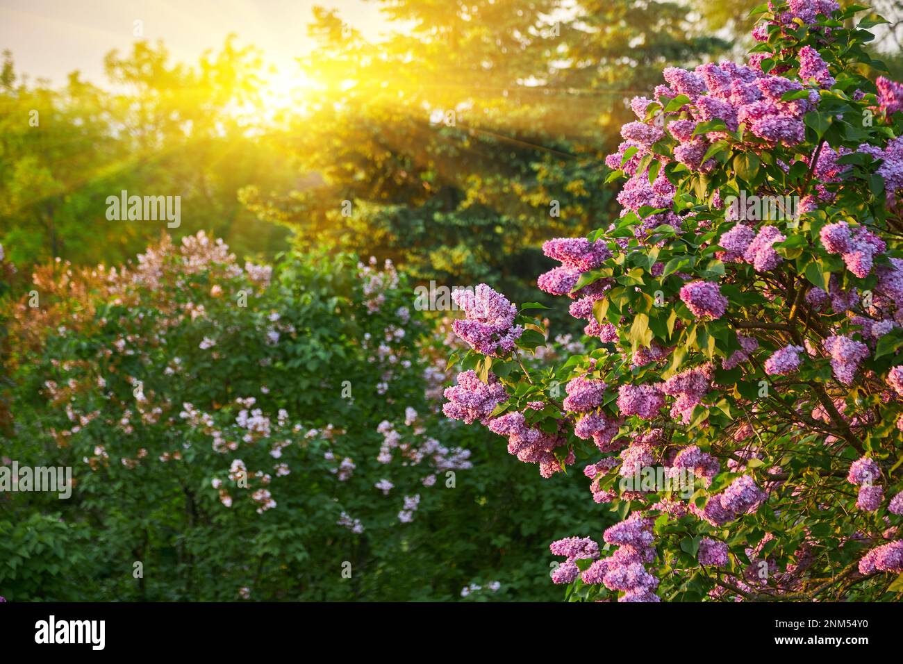 purple lilac shrub blossoms in spring. Beautiful floral nature ...